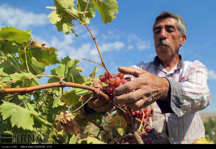IRNA English - Grapes harvest in northeastern Iran