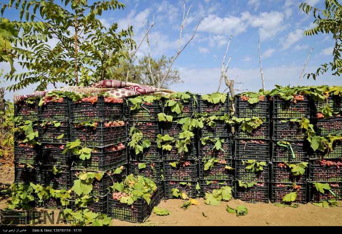 IRNA English - Grapes harvest in northeastern Iran