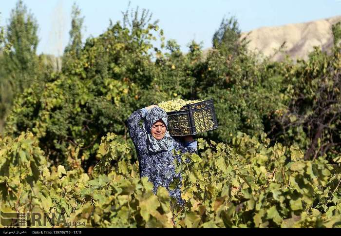 IRNA English - Grapes harvest in northeastern Iran