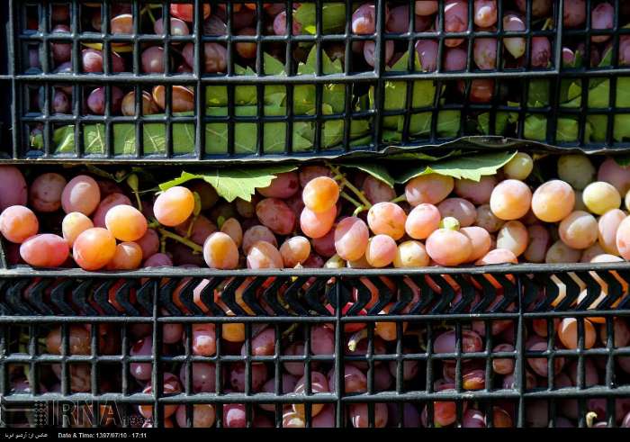 IRNA English - Grapes harvest in northeastern Iran