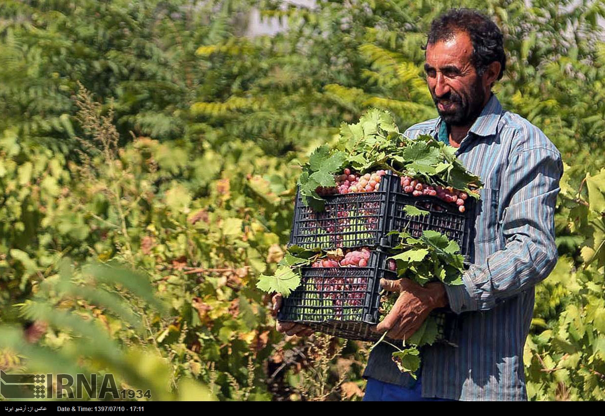 IRNA English - Grapes harvest in northeastern Iran