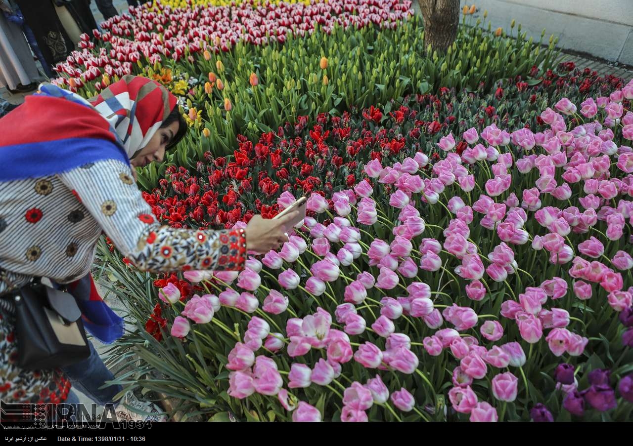طبيب ايراني يزرع الالاف من ازهار التوليب تکريما للامهات - IRNA Arabic