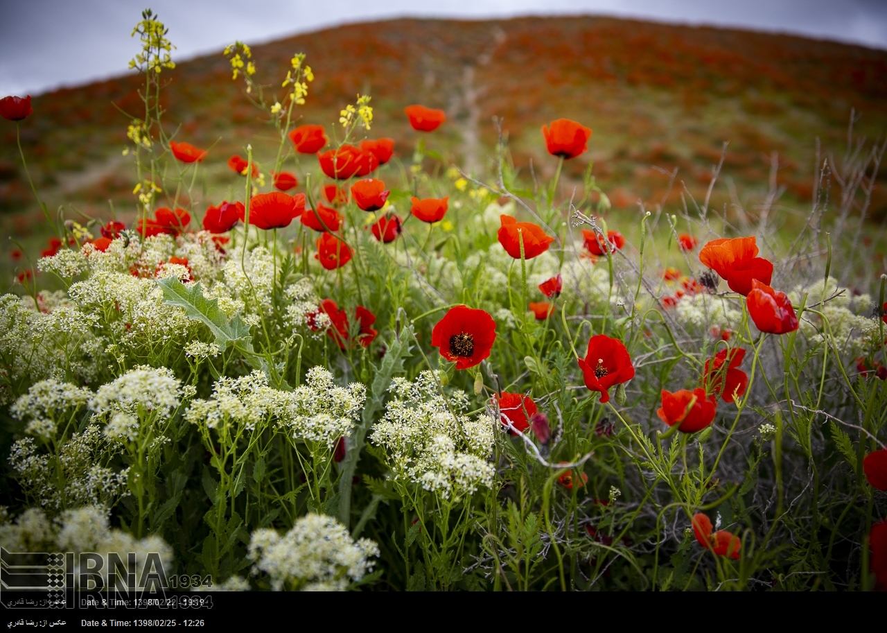الربيع في تل آق تبه في مقاطعة مرودشت - IRNA Arabic