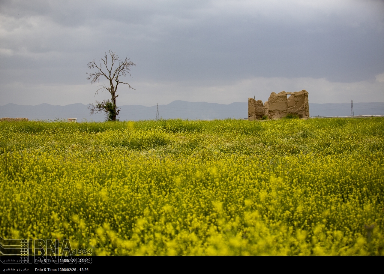الربيع في تل آق تبه في مقاطعة مرودشت - IRNA Arabic
