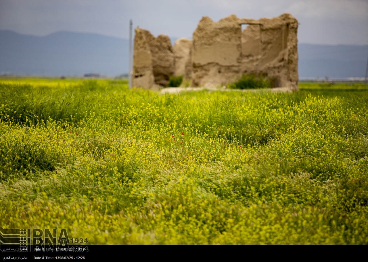 الربيع في تل آق تبه في مقاطعة مرودشت - IRNA Arabic