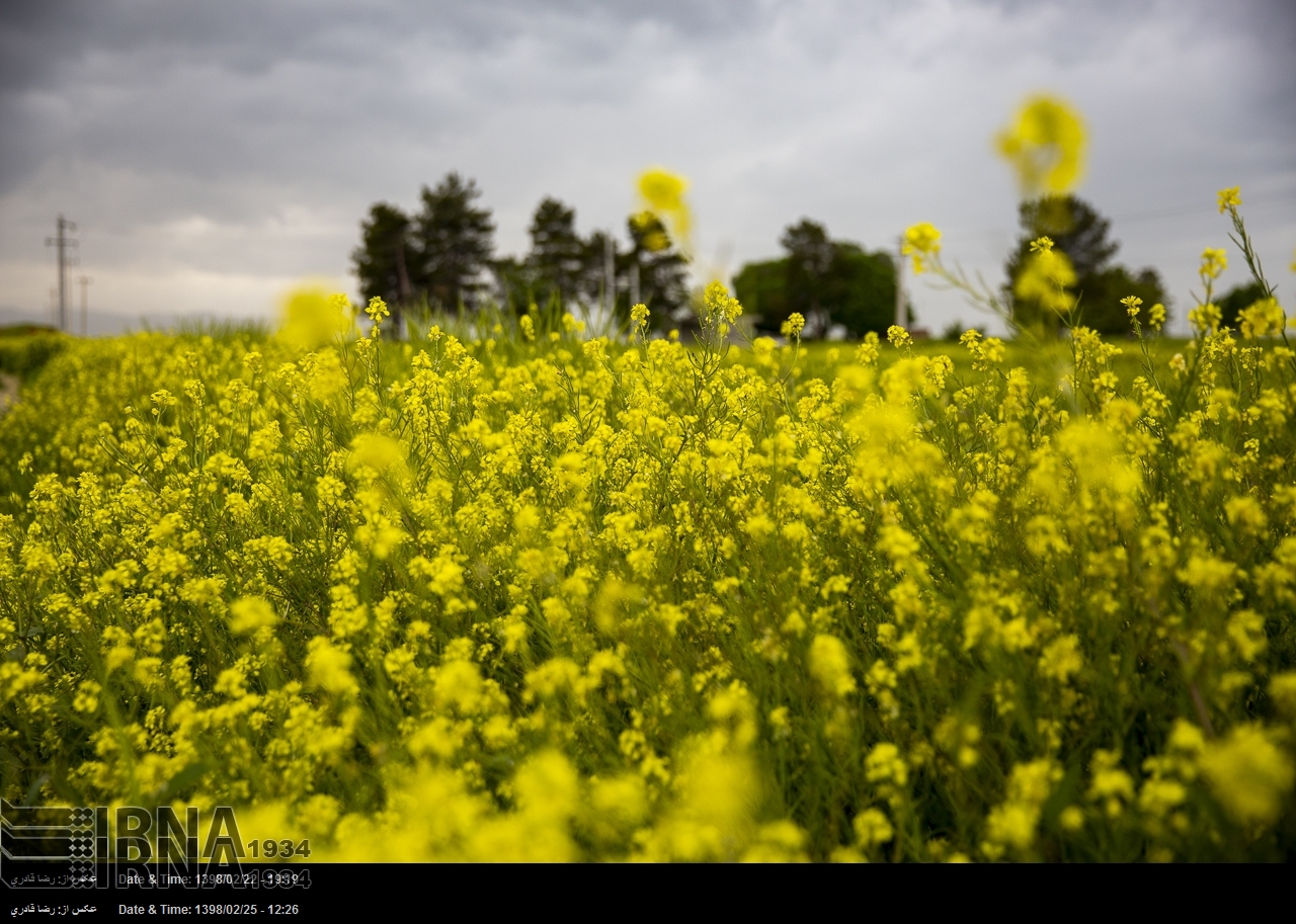 الربيع في تل آق تبه في مقاطعة مرودشت - IRNA Arabic