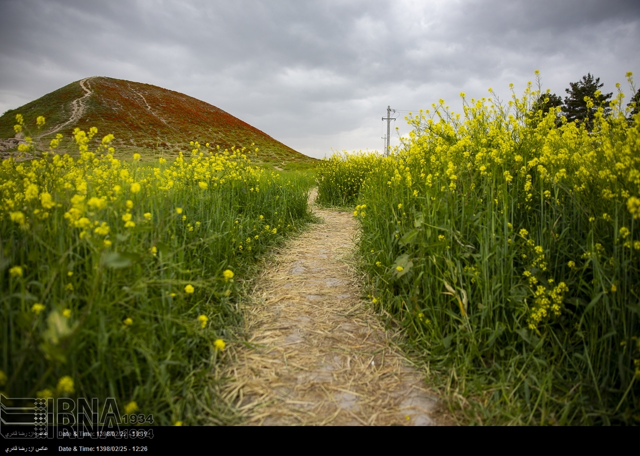 الربيع في تل آق تبه في مقاطعة مرودشت - IRNA Arabic