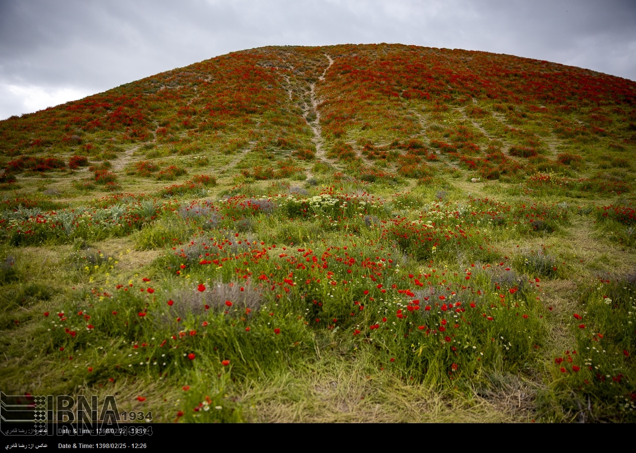 الربيع في تل آق تبه في مقاطعة مرودشت - IRNA Arabic