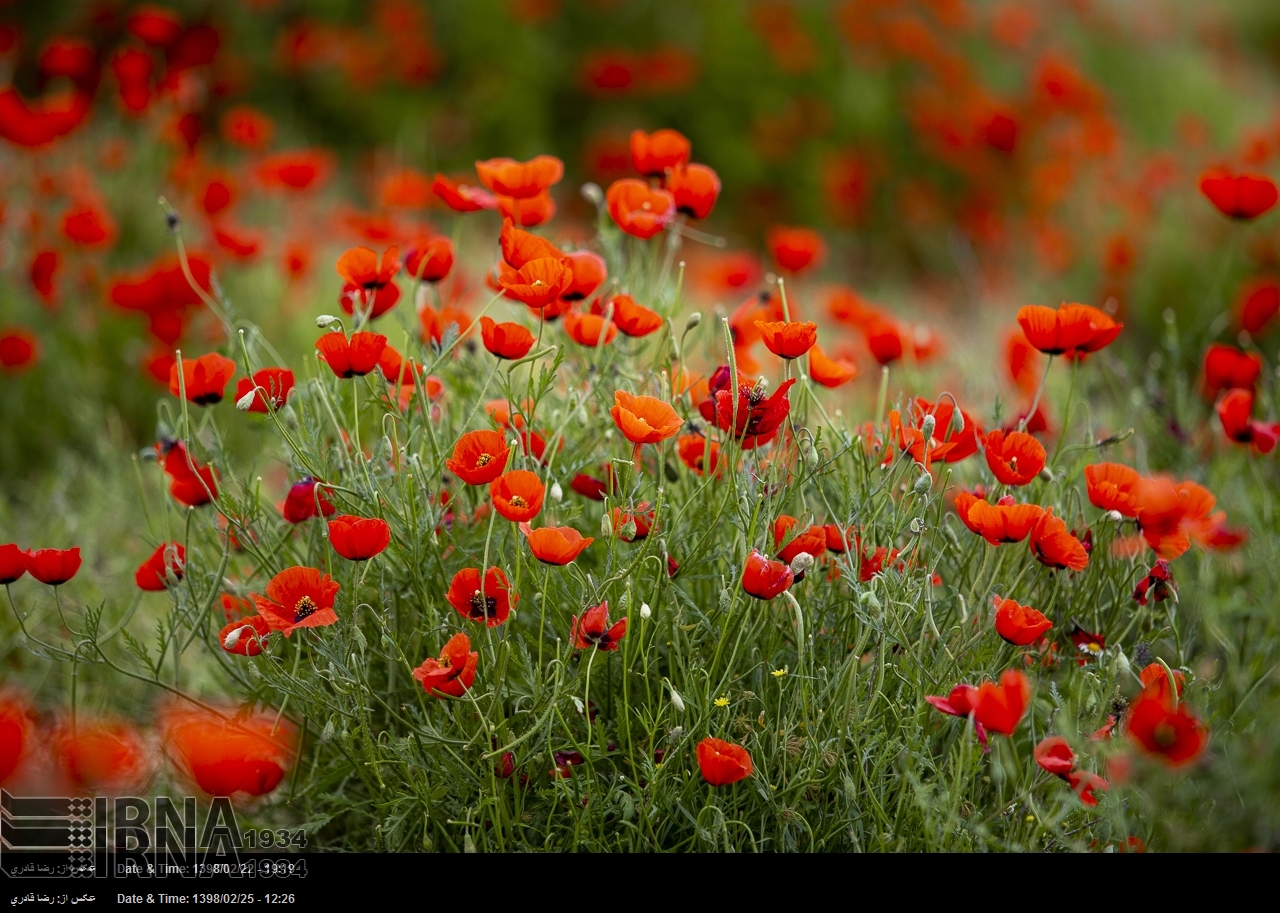 الربيع في تل آق تبه في مقاطعة مرودشت - IRNA Arabic