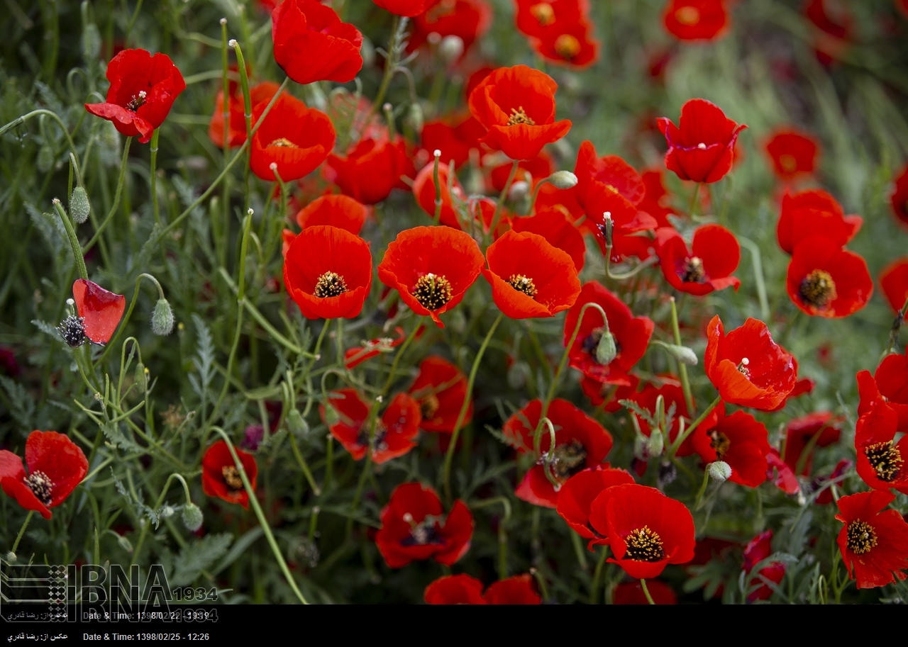 الربيع في تل آق تبه في مقاطعة مرودشت - IRNA Arabic