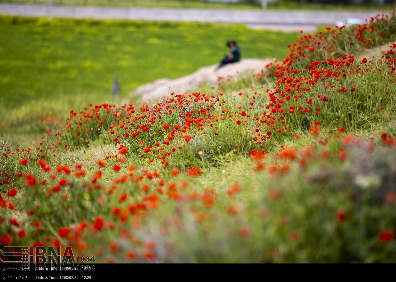 الربيع في تل آق تبه في مقاطعة مرودشت - IRNA Arabic
