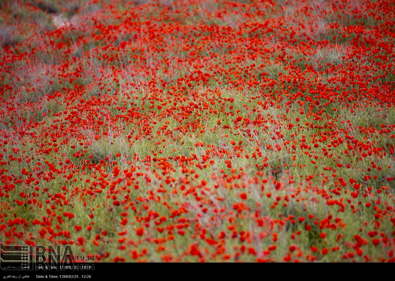 الربيع في تل آق تبه في مقاطعة مرودشت - IRNA Arabic