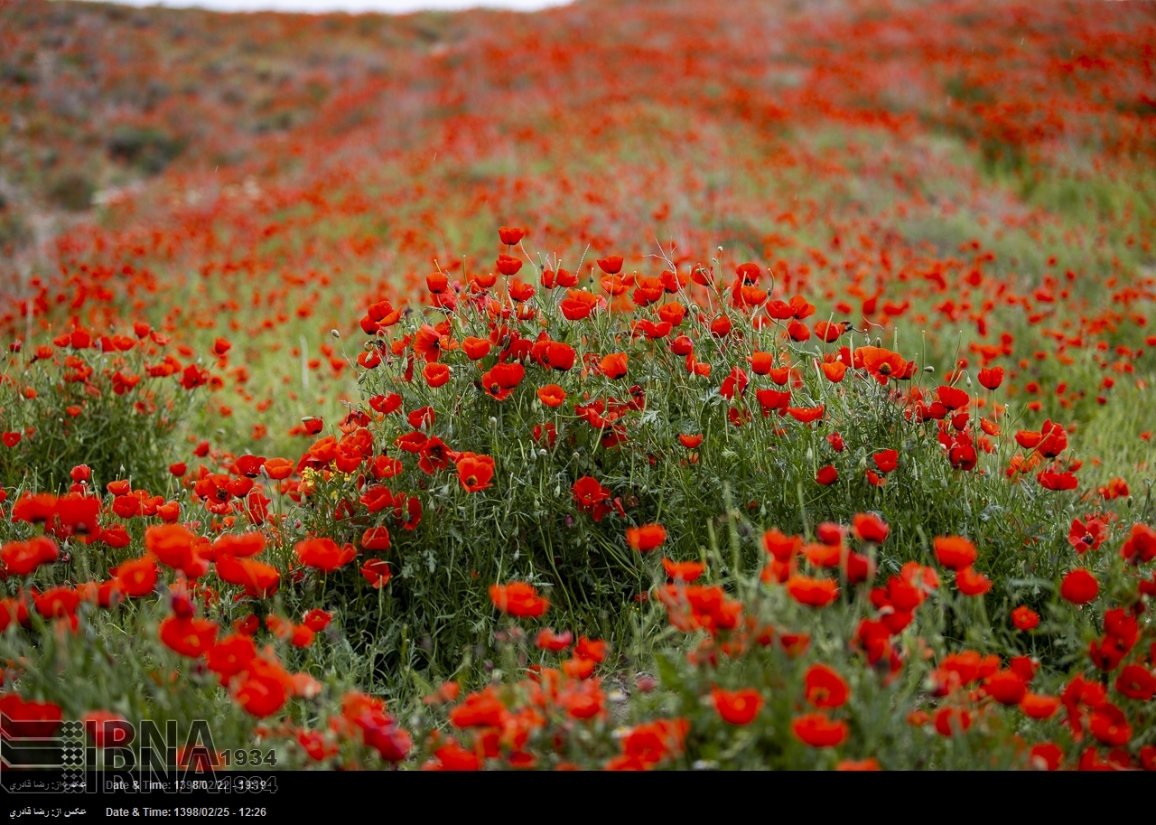 الربيع في تل آق تبه في مقاطعة مرودشت - IRNA Arabic