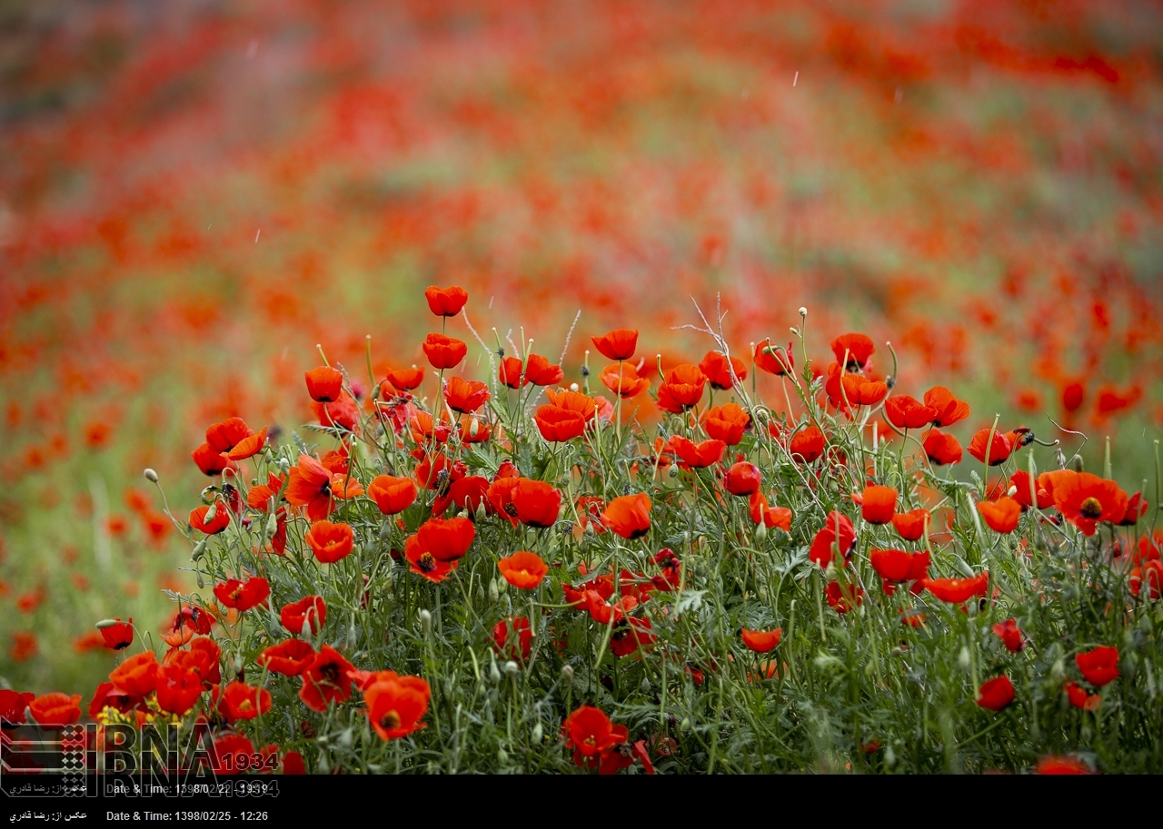 الربيع في تل آق تبه في مقاطعة مرودشت - IRNA Arabic