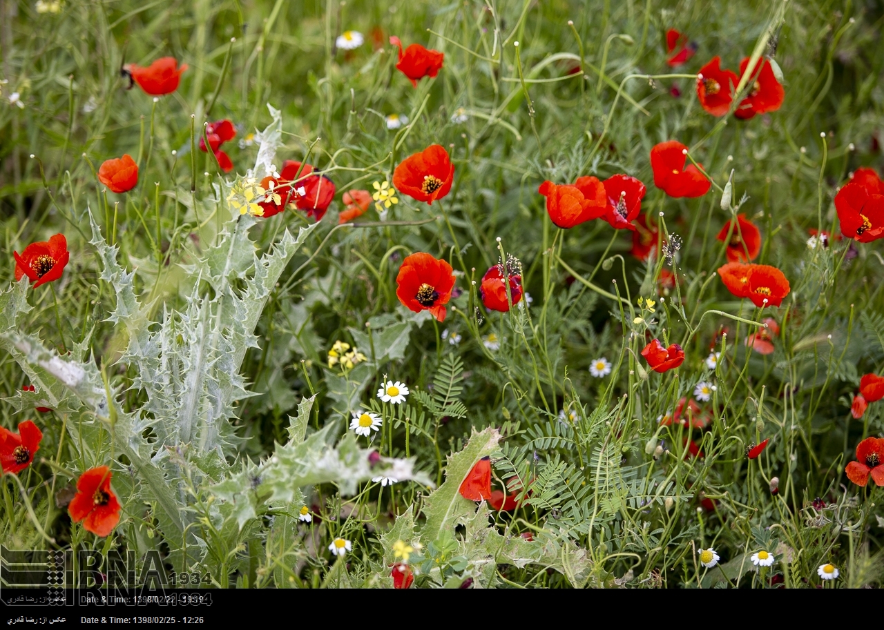 الربيع في تل آق تبه في مقاطعة مرودشت - IRNA Arabic