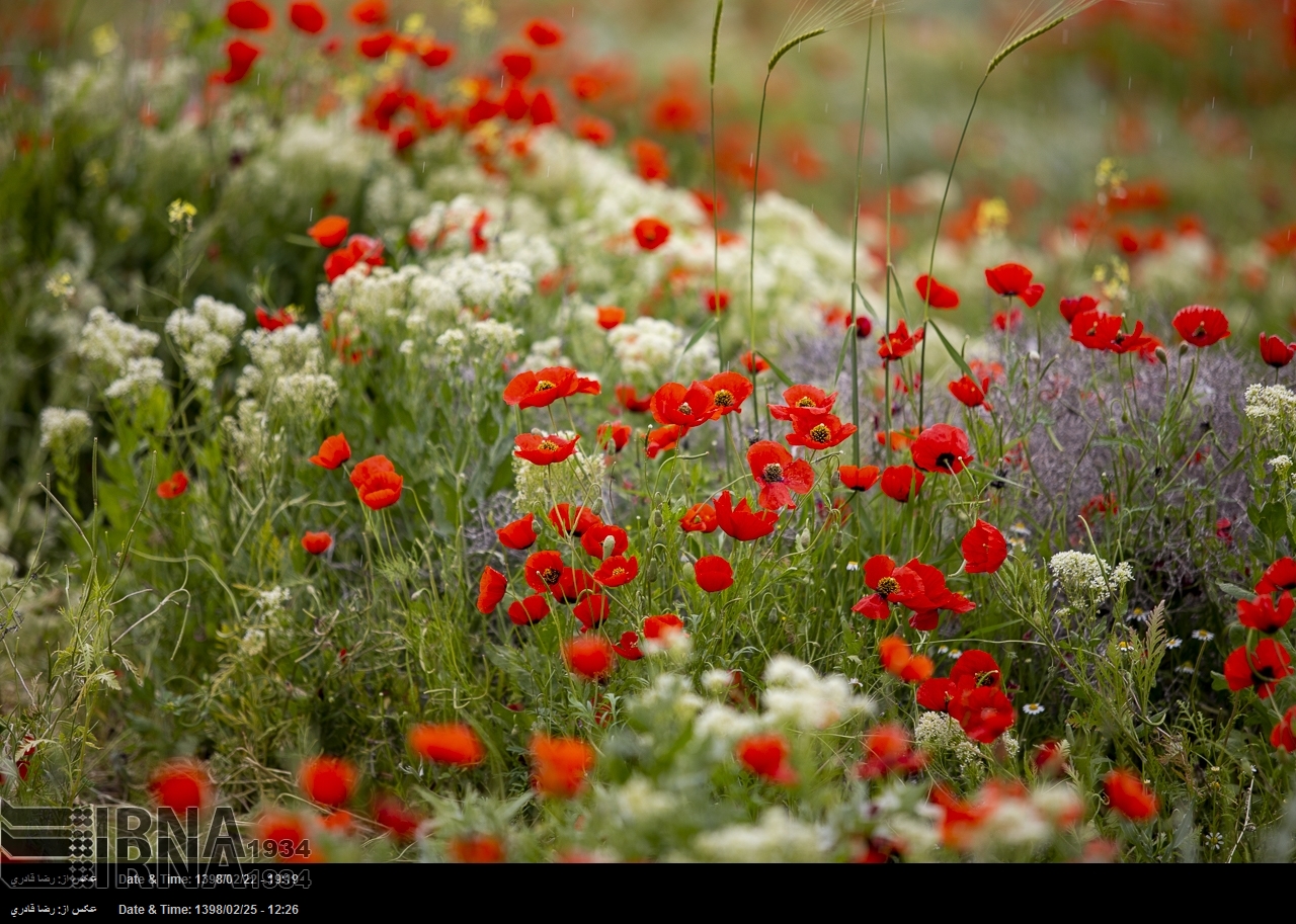 الربيع في تل آق تبه في مقاطعة مرودشت - IRNA Arabic