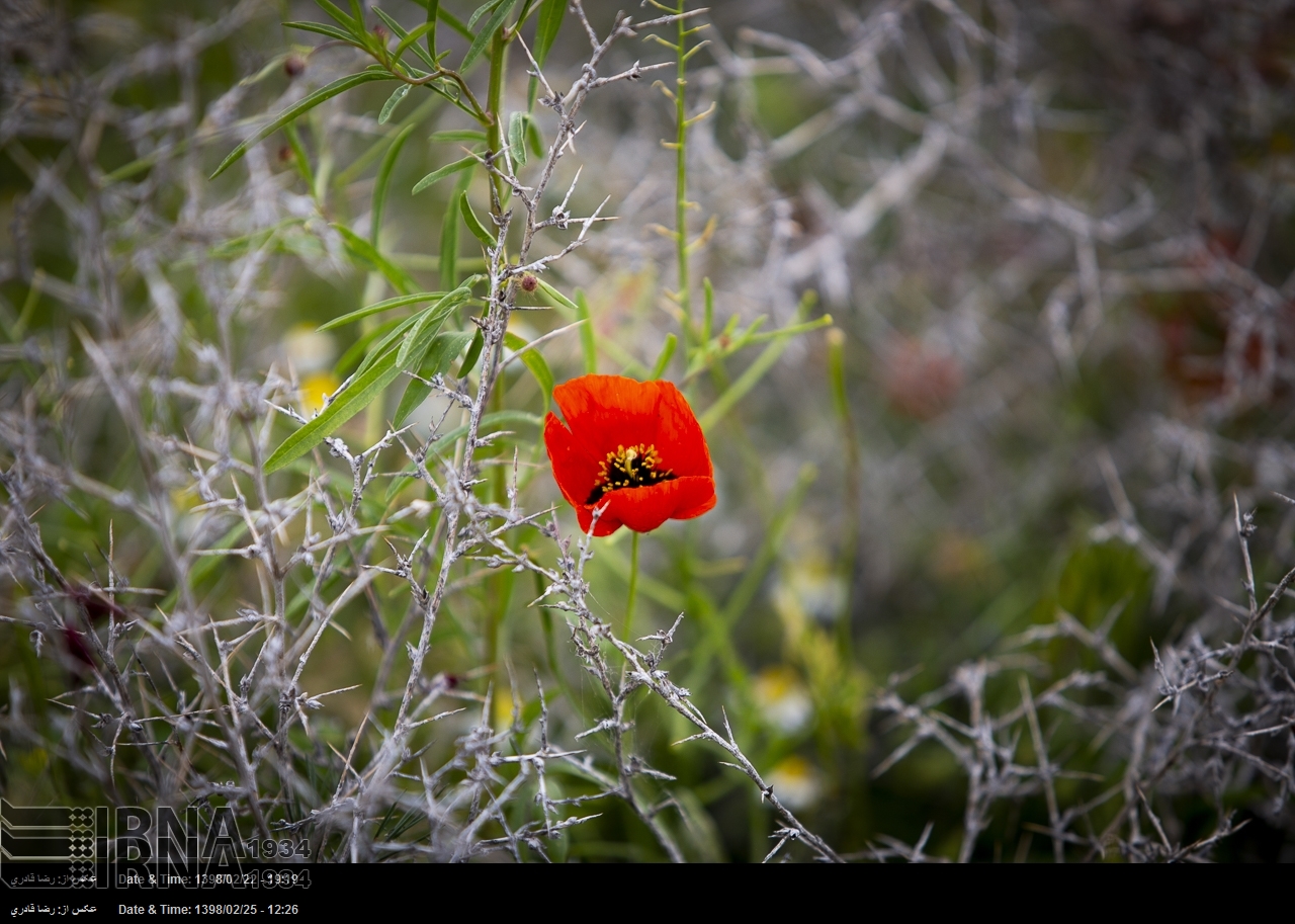 الربيع في تل آق تبه في مقاطعة مرودشت - IRNA Arabic