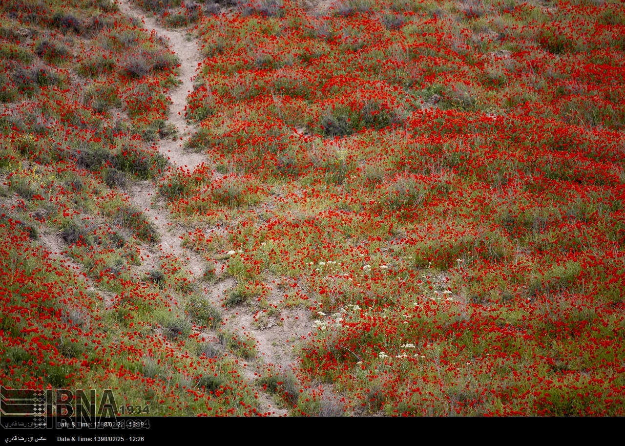 الربيع في تل آق تبه في مقاطعة مرودشت - IRNA Arabic