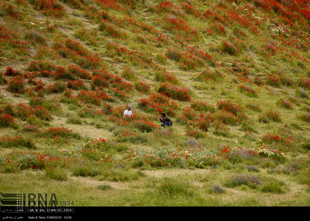 الربيع في تل آق تبه في مقاطعة مرودشت - IRNA Arabic