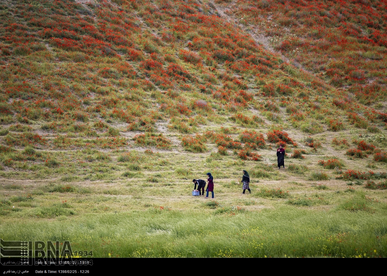 الربيع في تل آق تبه في مقاطعة مرودشت - IRNA Arabic