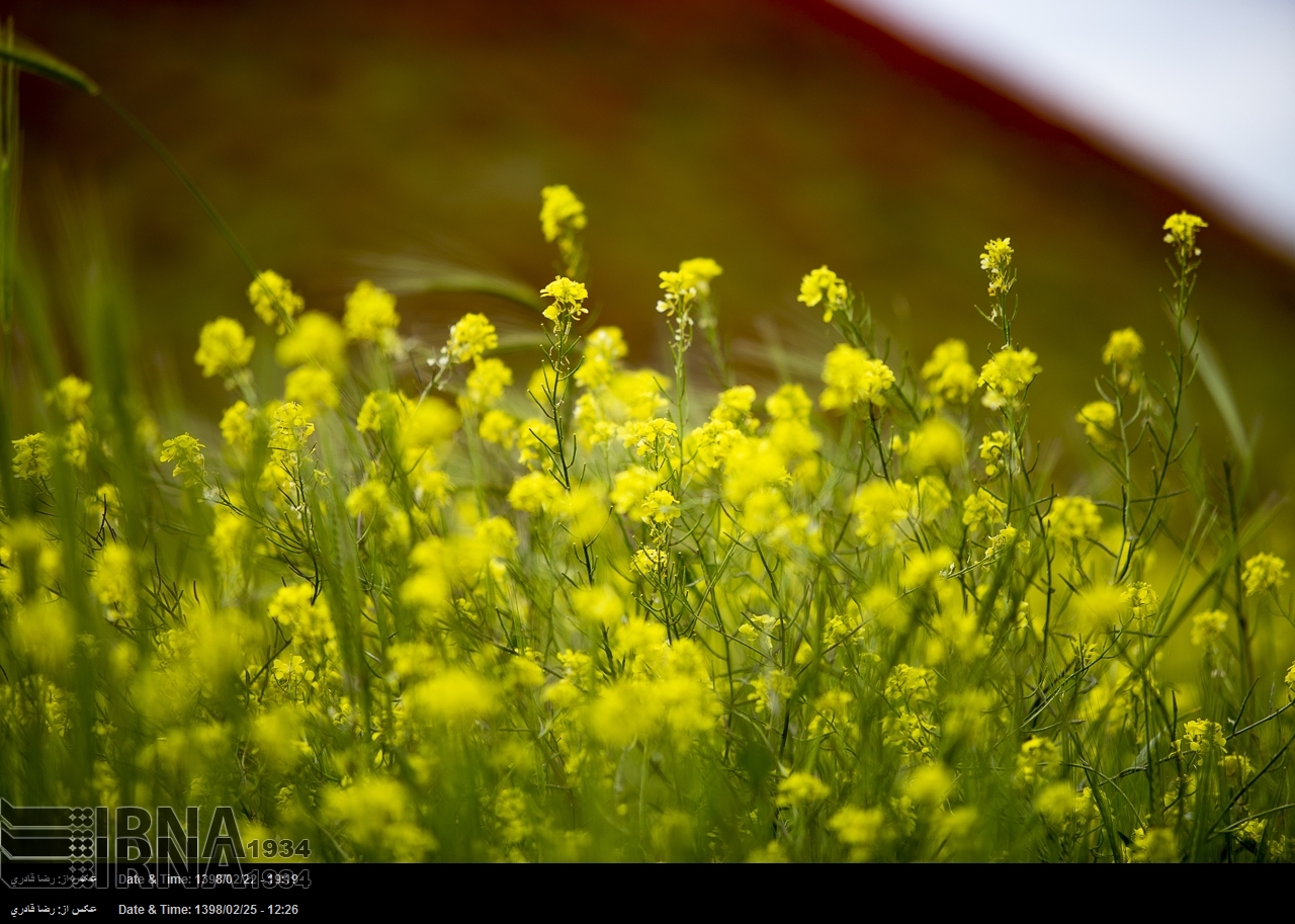 الربيع في تل آق تبه في مقاطعة مرودشت - IRNA Arabic